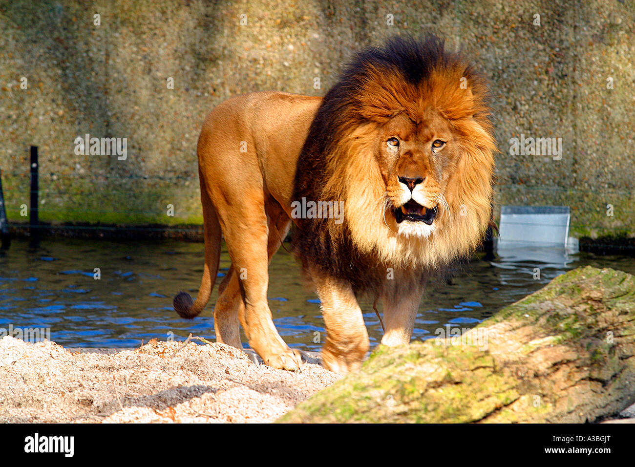 lion in a zoo Stock Photo - Alamy
