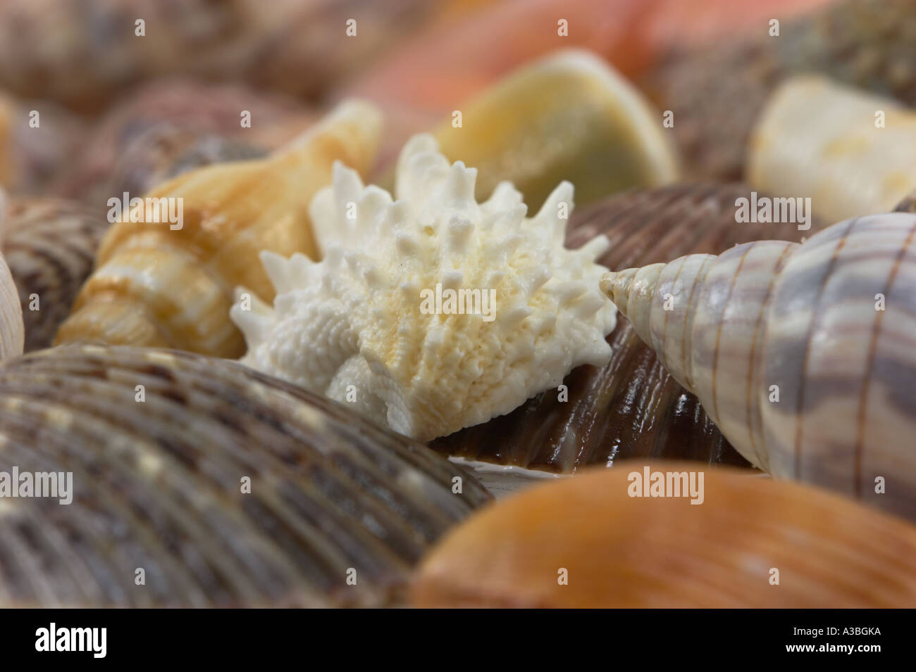 A close-up (macro) of a group of sea shells Stock Photo - Alamy