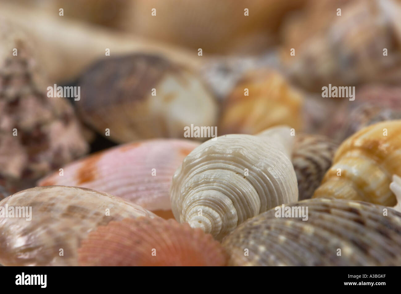 Set sea shells close hi-res stock photography and images - Alamy