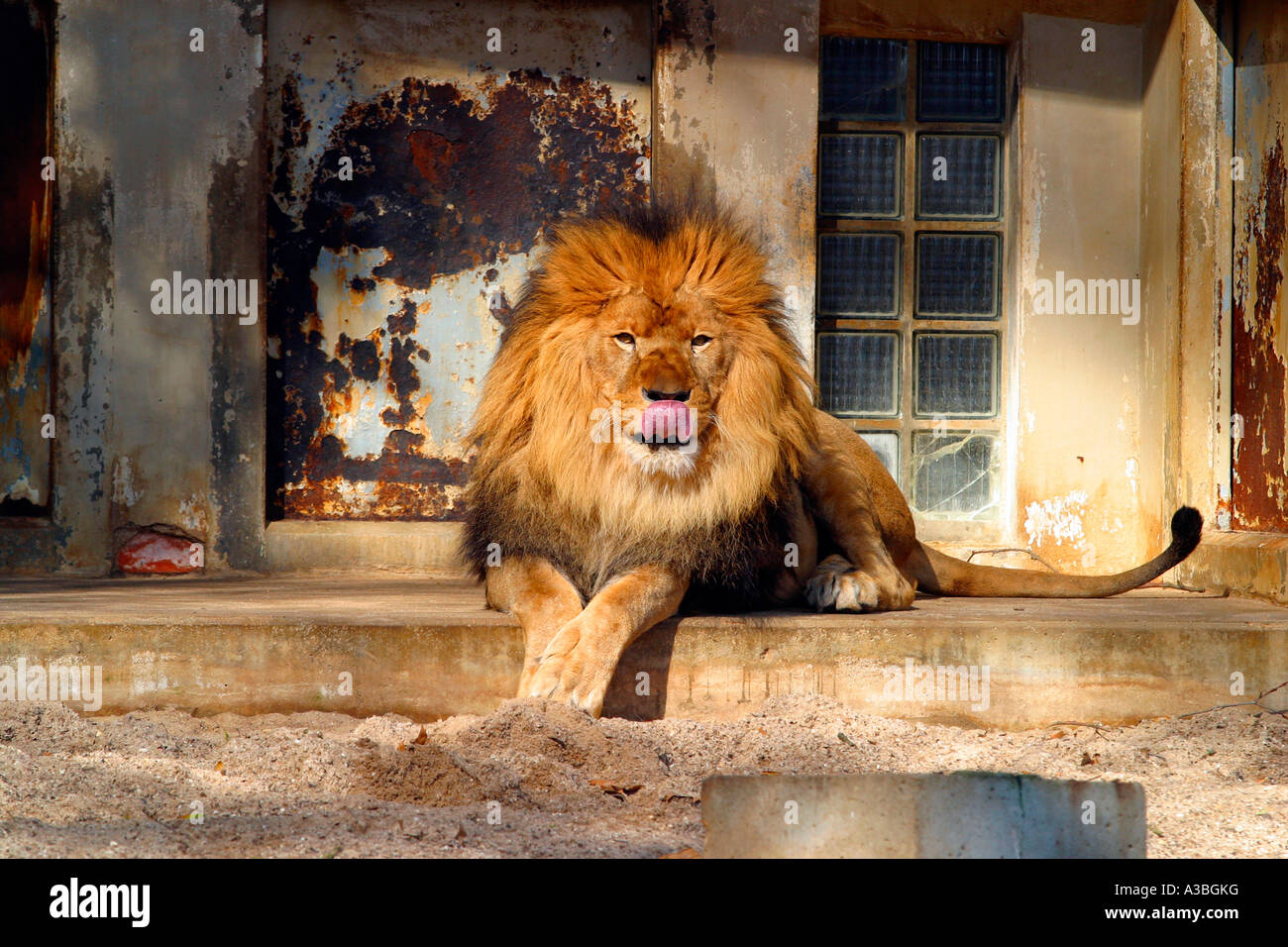 lion in a zoo Stock Photo - Alamy