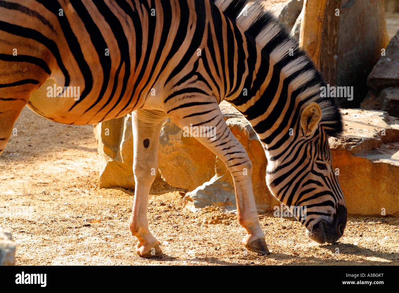 zebra in a zoo Stock Photo - Alamy
