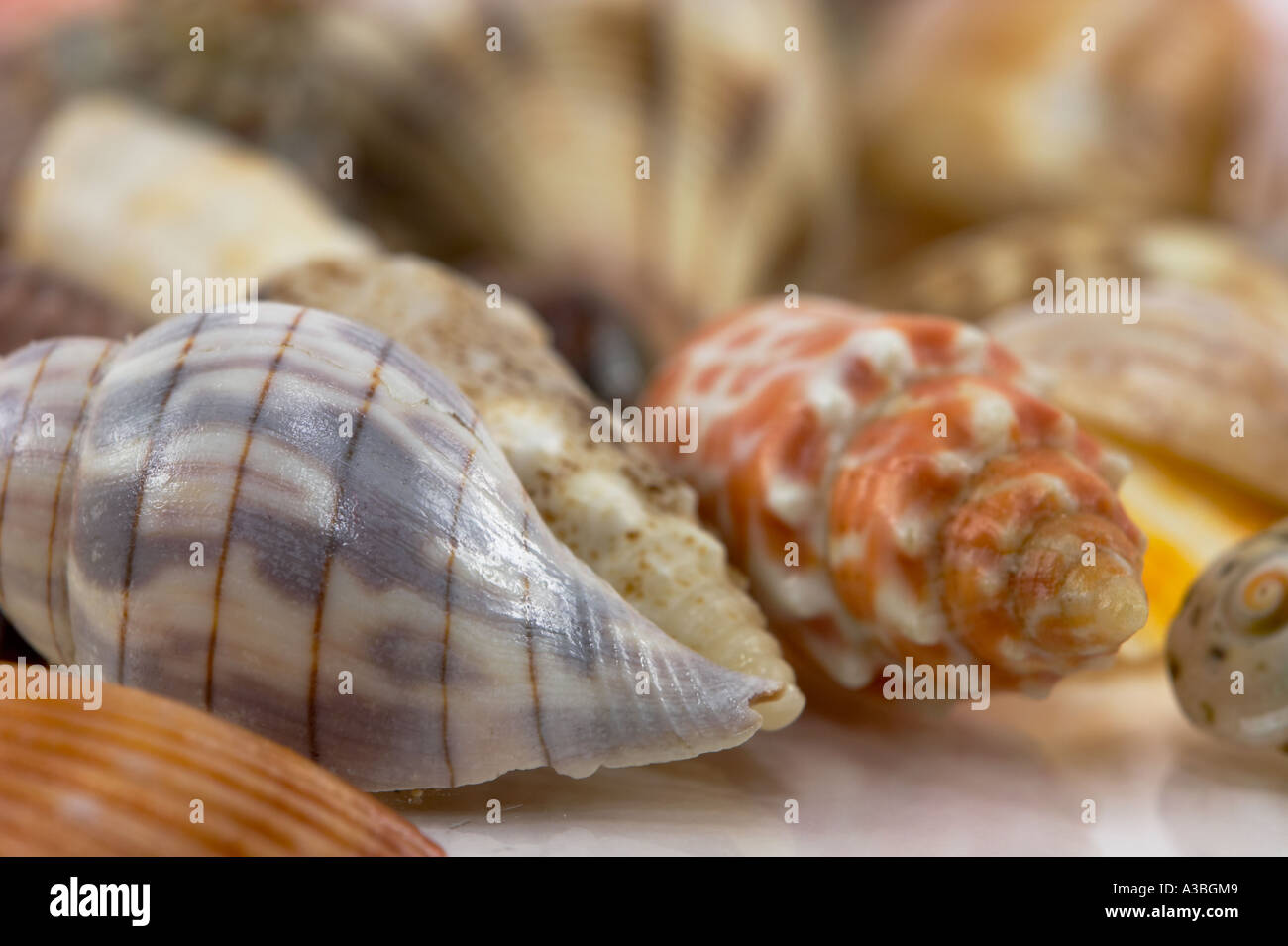 A group of many lots of sea shells up close on a white background Stock ...