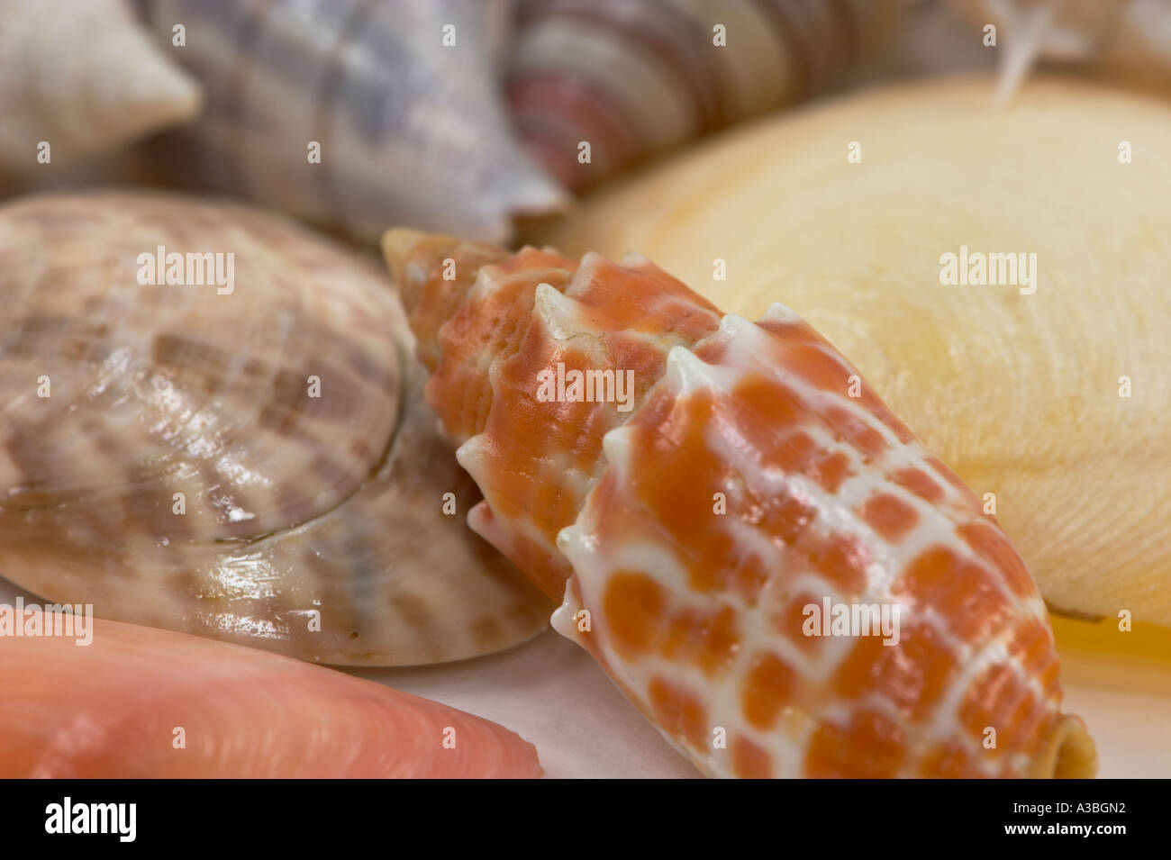 A group of many lots of sea shells up close on a white background Stock ...