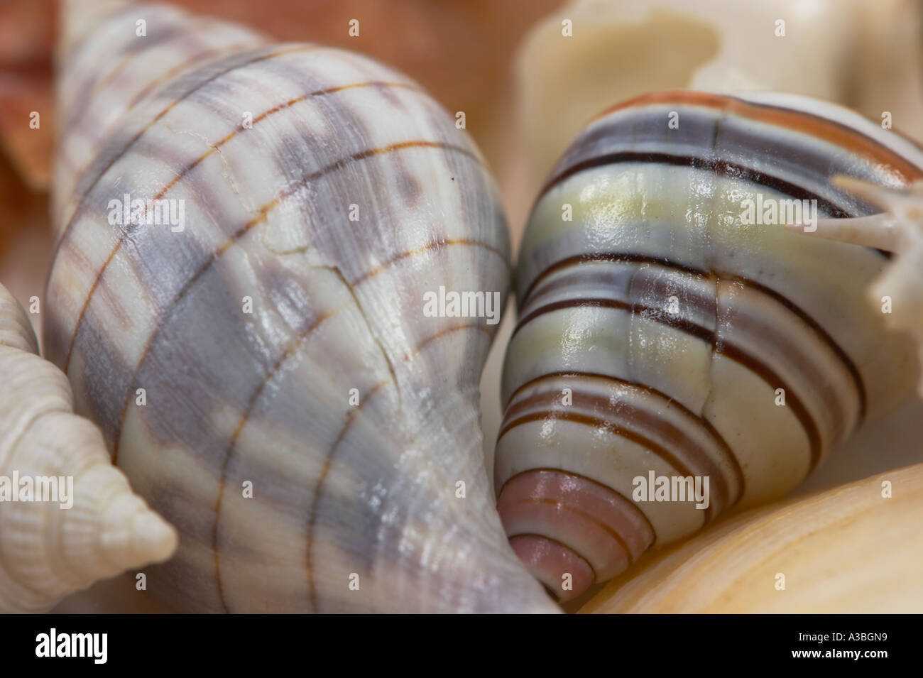 A group of many lots of sea shells up close on a white background Stock ...