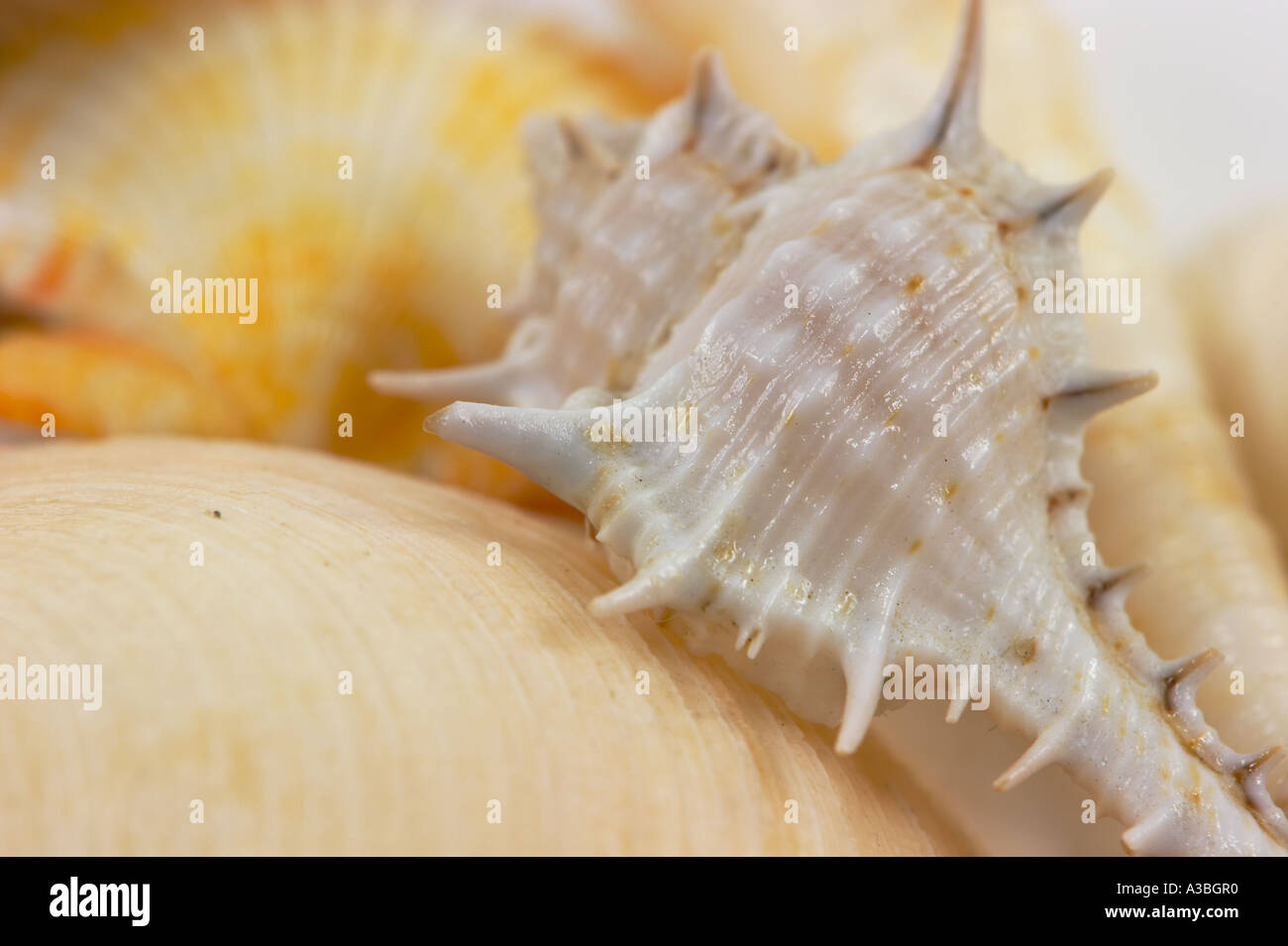 A group of many lots of sea shells up close on a white background Stock ...