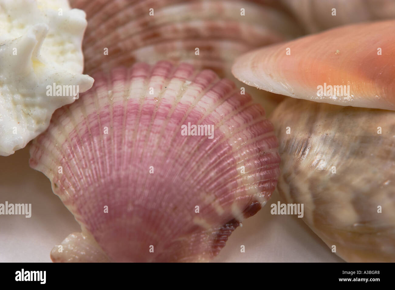 A group of many lots of sea shells up close on a white background Stock ...