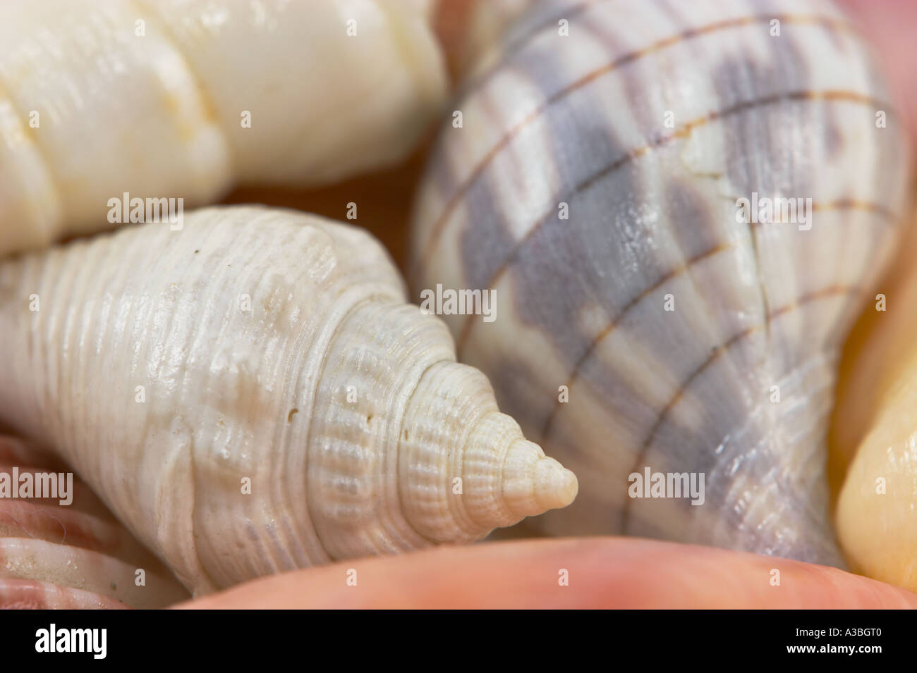 A group of many lots of sea shells up close on a white background Stock ...