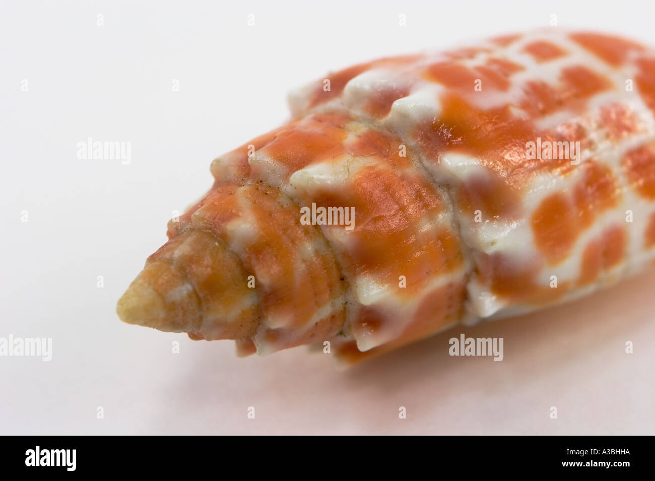 An orange and white cone shell up close Stock Photo - Alamy