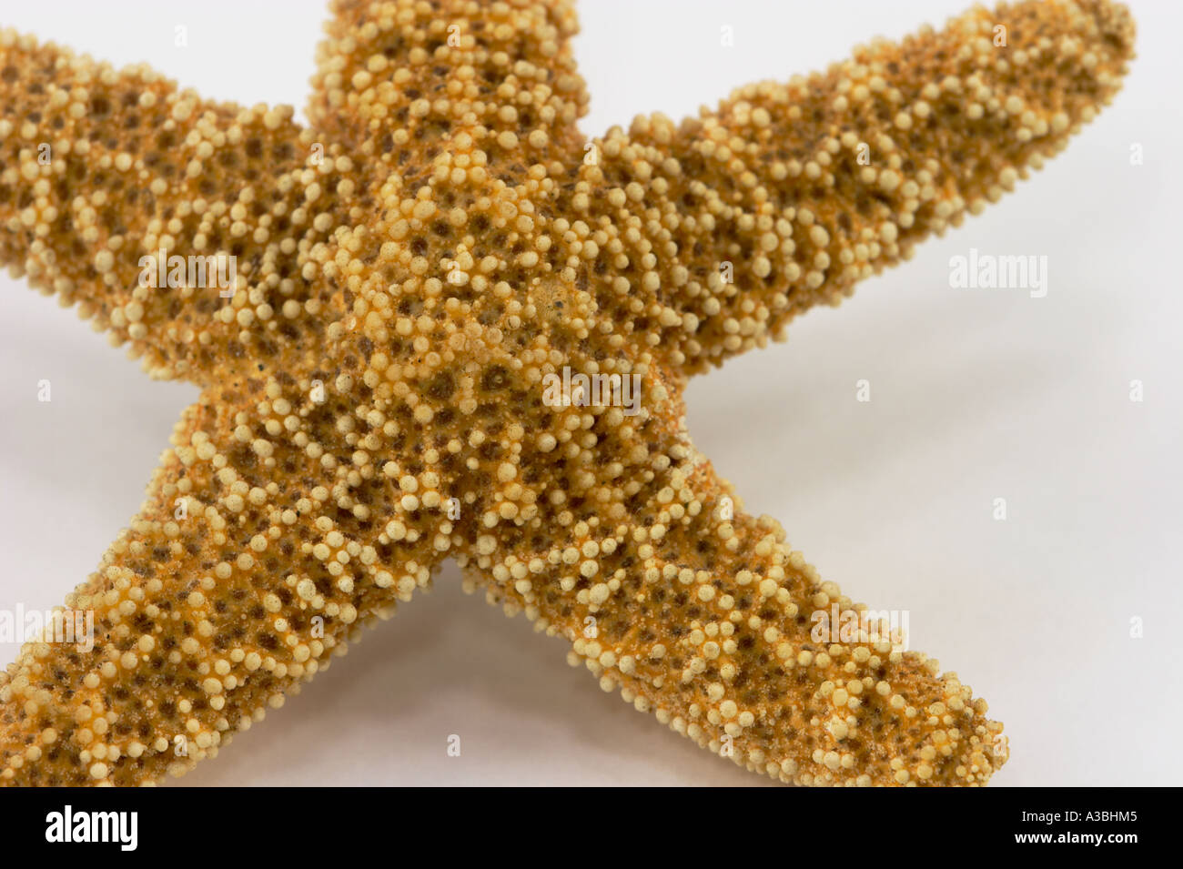 A close up of a sea star on white Stock Photo - Alamy
