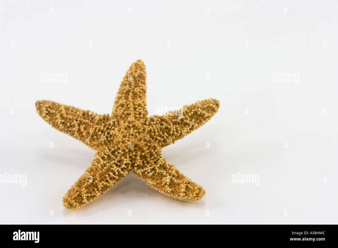 Key west starfish hi-res stock photography and images - Alamy
