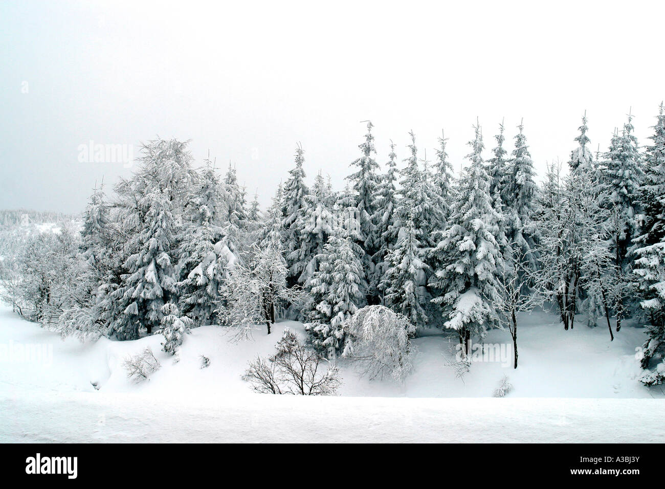 winter, snow and trees landscape Stock Photo - Alamy