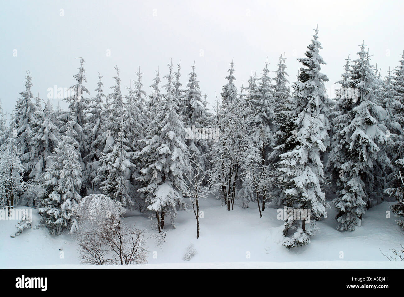 winter, snow and trees landscape Stock Photo - Alamy