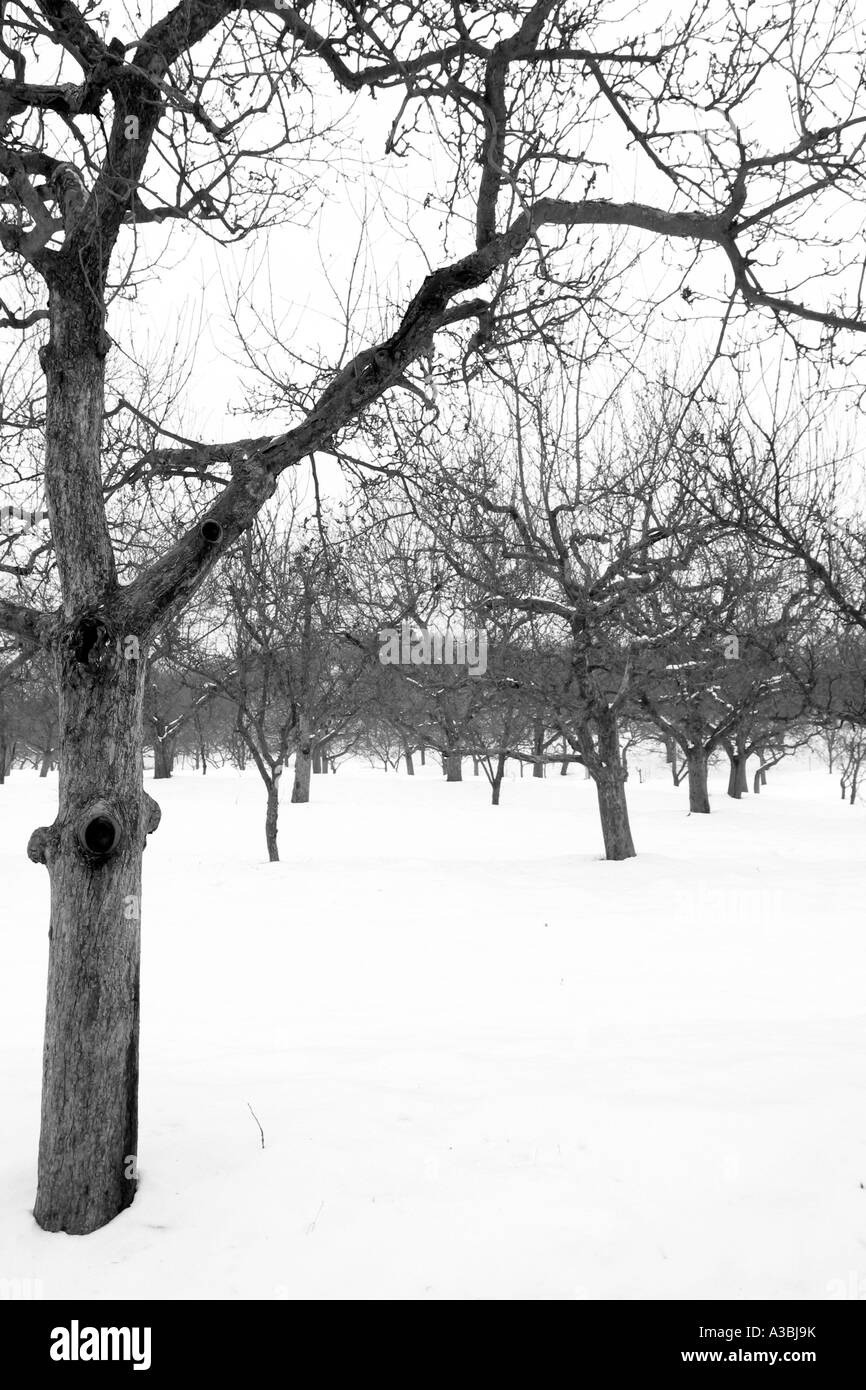 Snow covered house trees Black and White Stock Photos & Images - Alamy