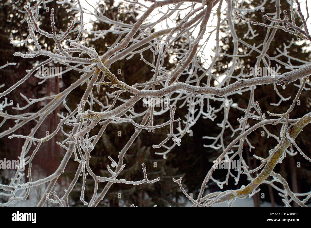 Jagged tree branches hi-res stock photography and images - Alamy