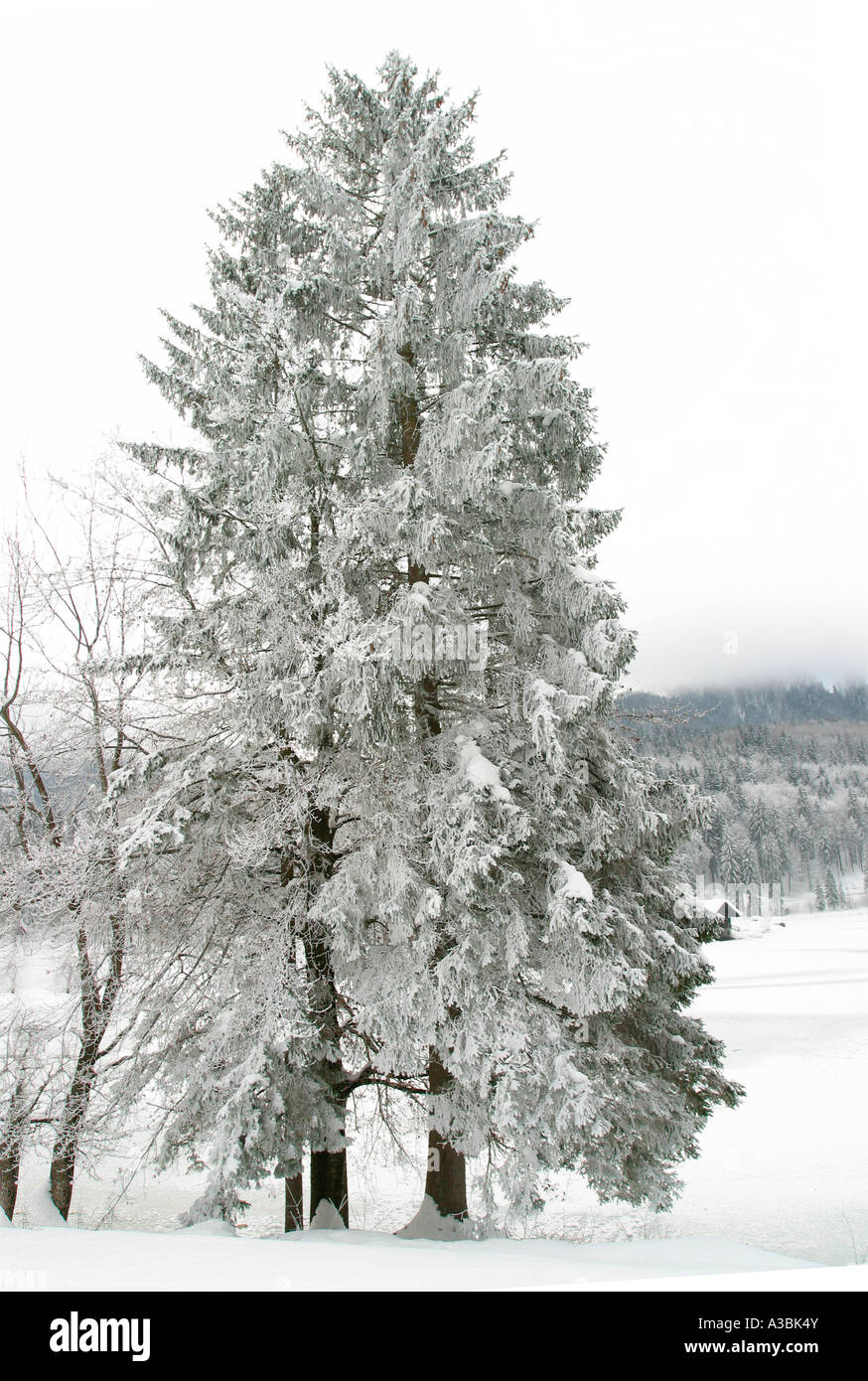 winter, snow and tree landscape Stock Photo - Alamy
