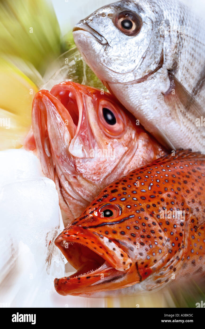 Grouper, Red Snapper and Seabass Stock Photo - Alamy
