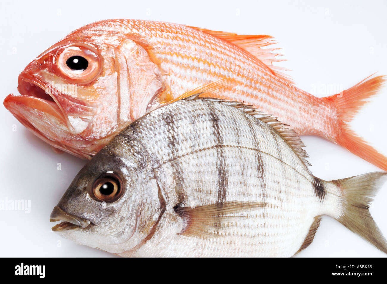 Seabrass hi-res stock photography and images - Alamy