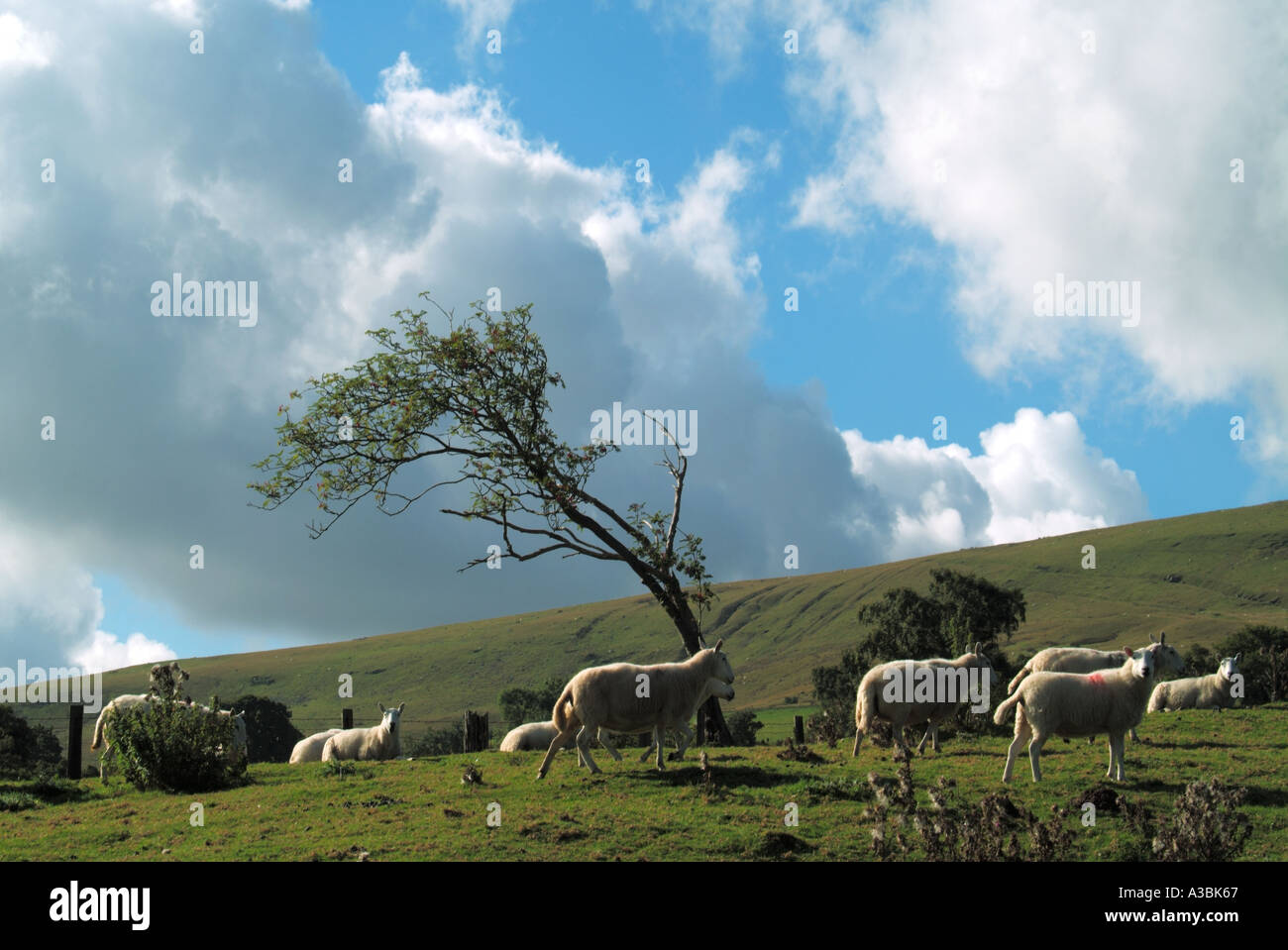 Wind stunted trees hi-res stock photography and images - Alamy
