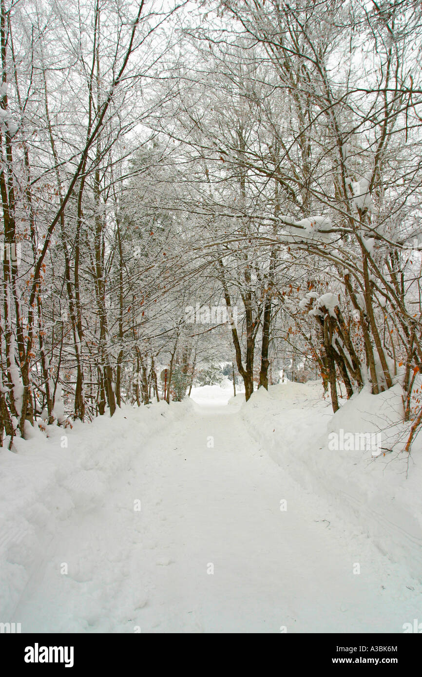 winter, snow and tree landscape Stock Photo - Alamy