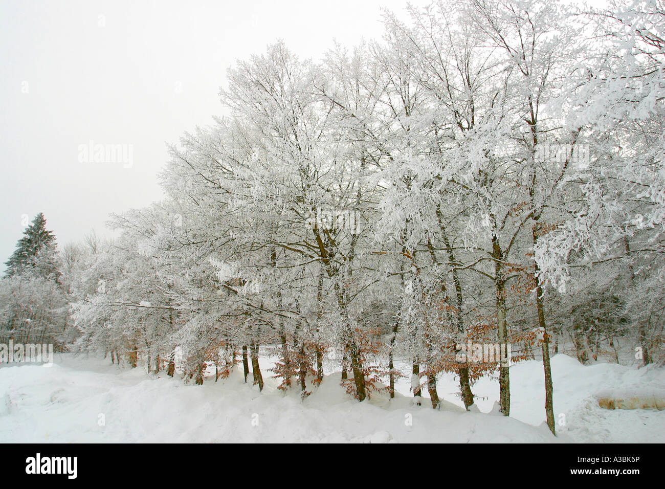 winter, snow and tree landscape Stock Photo - Alamy