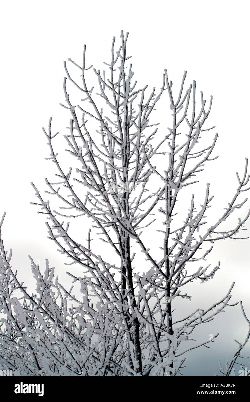 winter, snow and tree landscape Stock Photo - Alamy