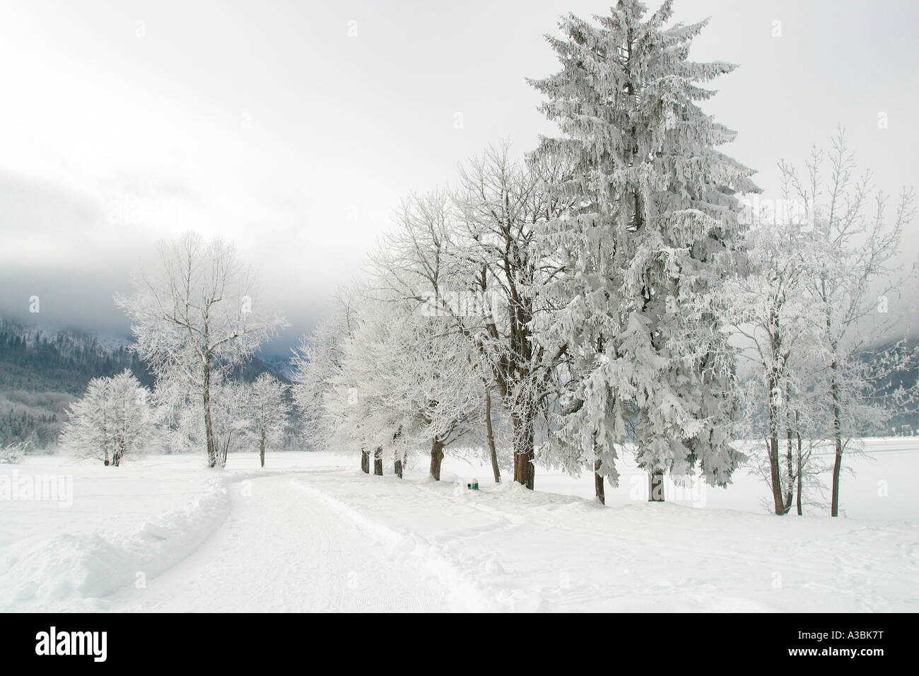 winter, snow and tree landscape Stock Photo - Alamy