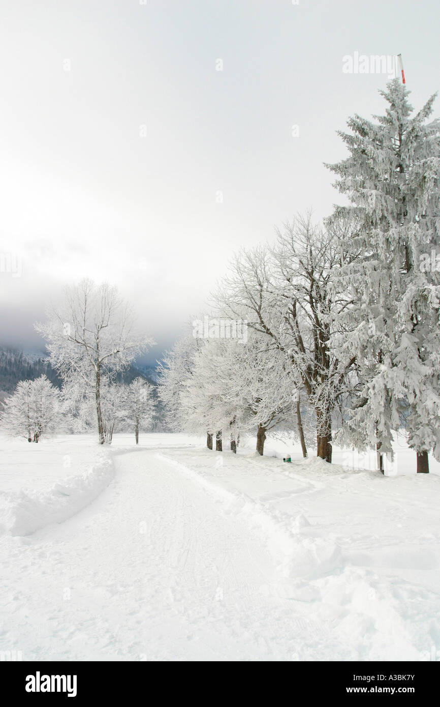 winter, snow and tree landscape Stock Photo - Alamy