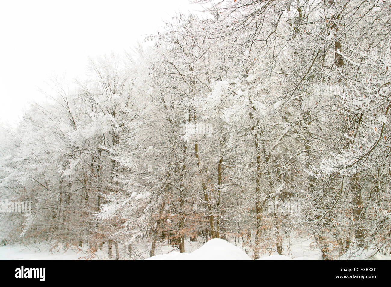 winter, snow and forest landscape Stock Photo - Alamy