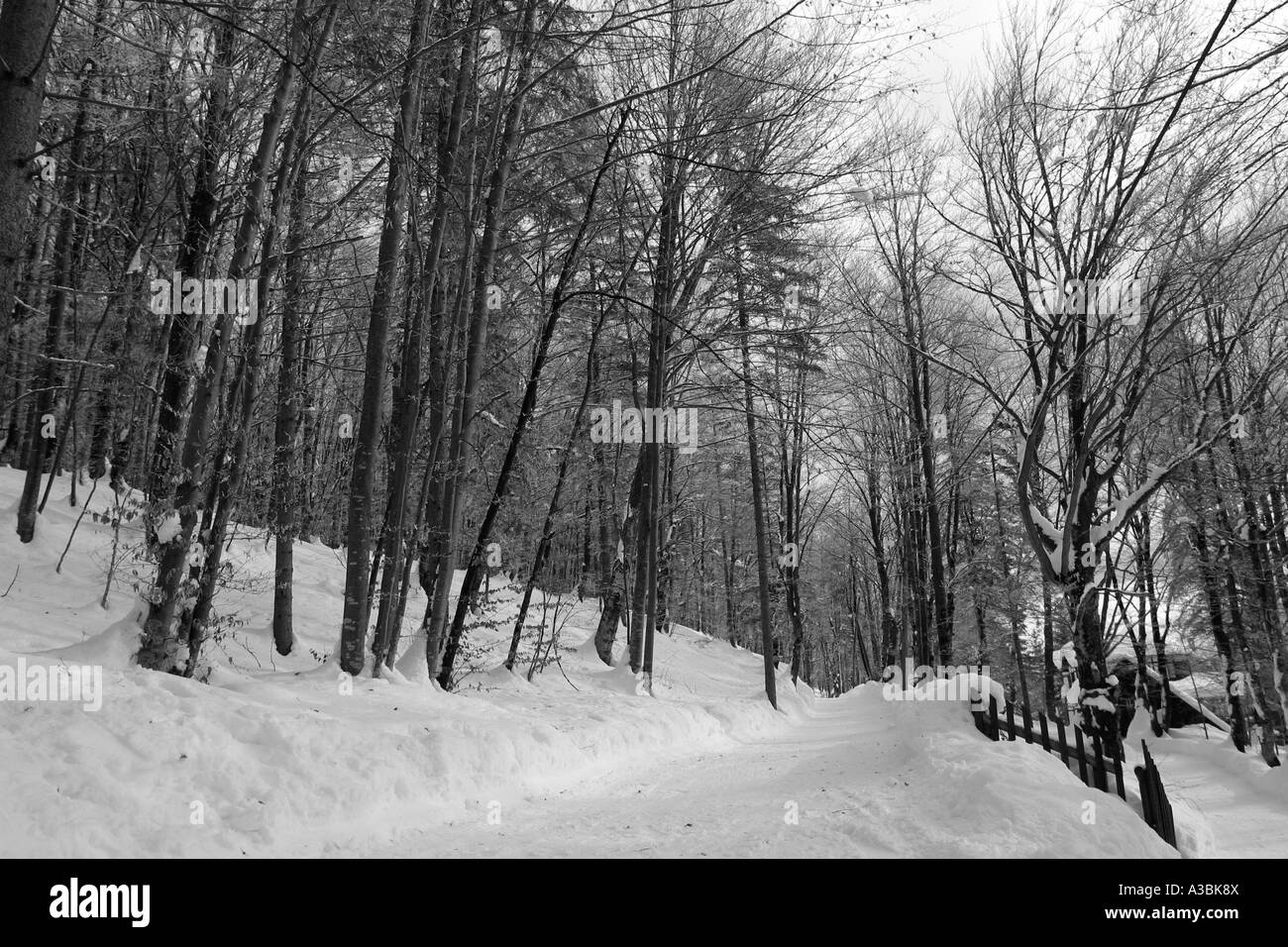 winter, snow and forest landscape Stock Photo - Alamy