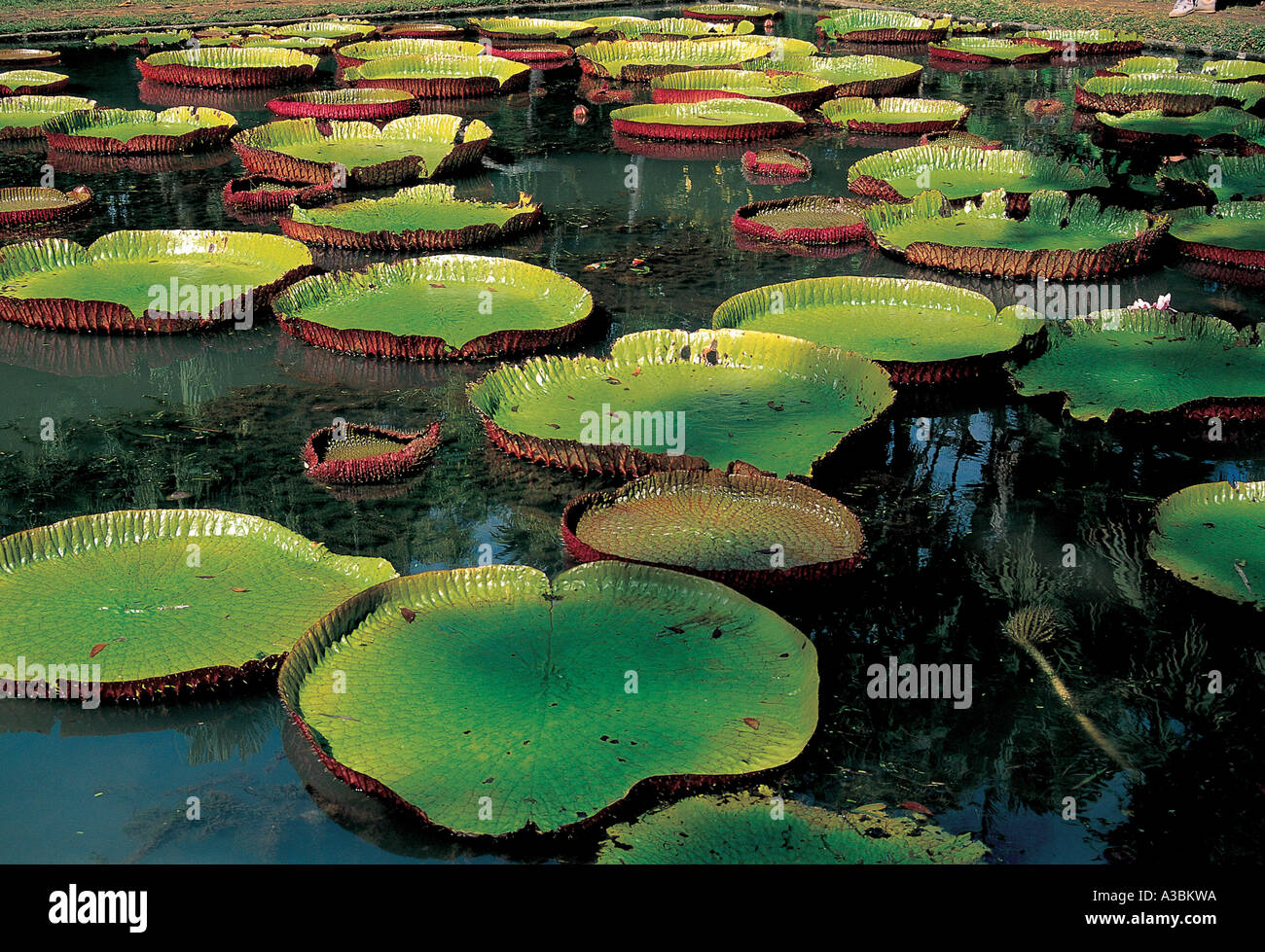 The African leaves in the pond Stock Photo - Alamy