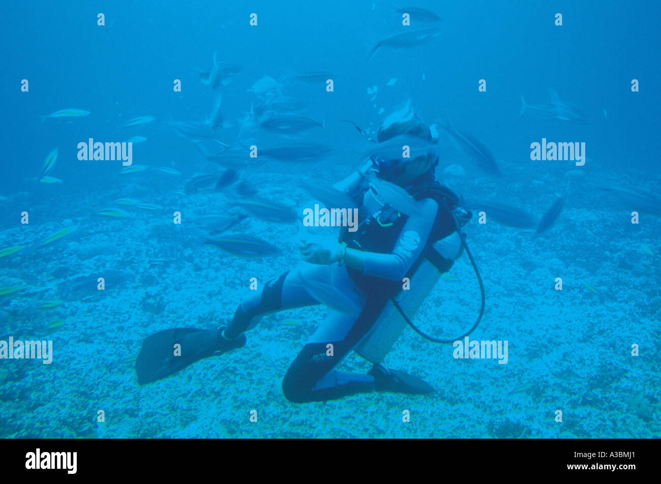 Seaworld aquarium hi-res stock photography and images - Alamy