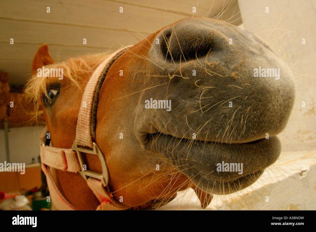 horse face close up Stock Photo - Alamy