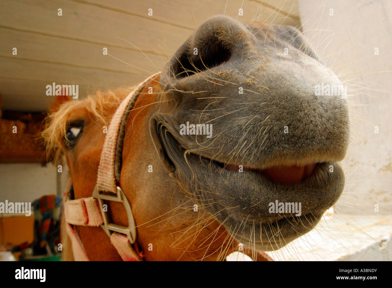 horse face close up Stock Photo - Alamy