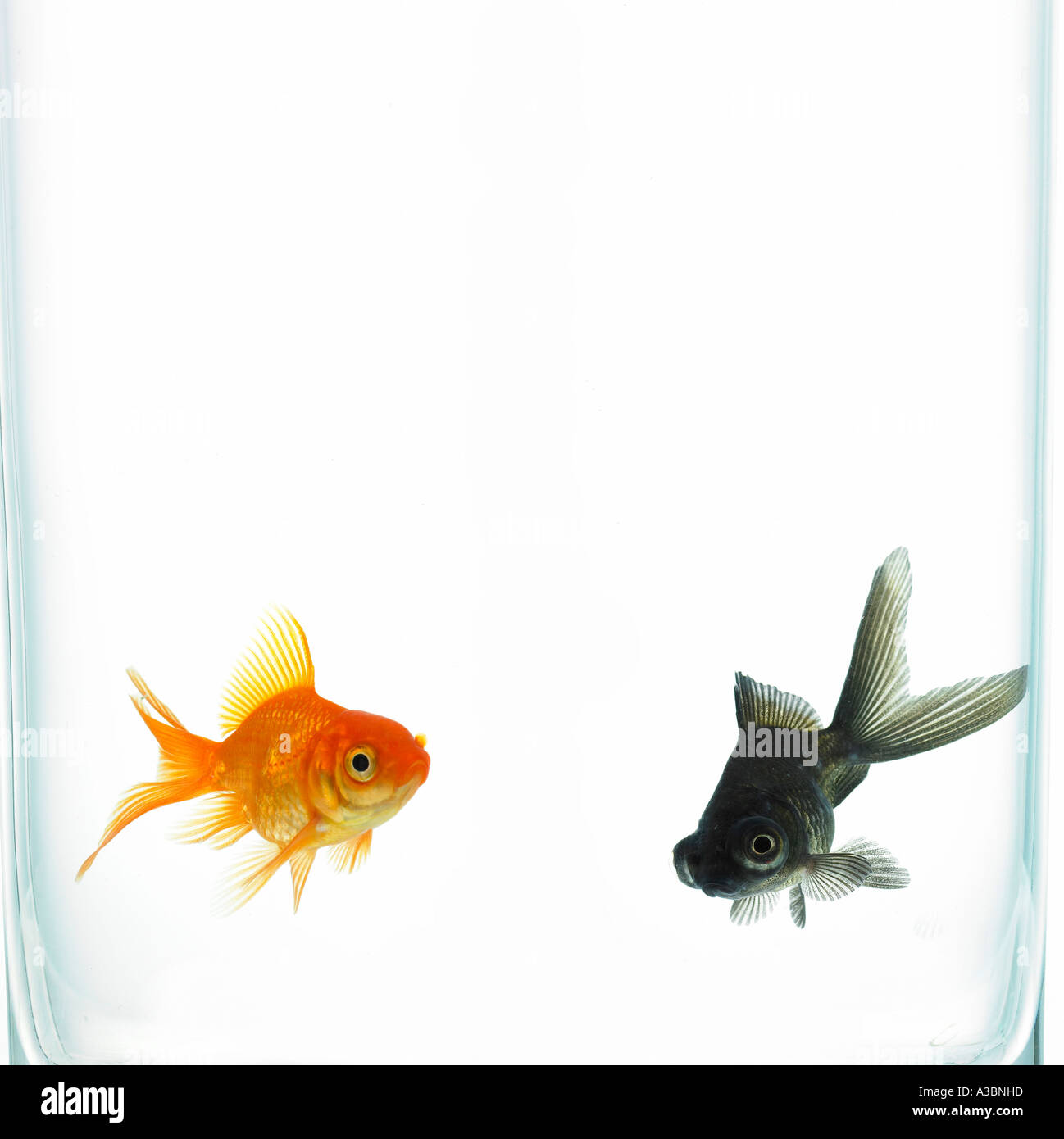 two fish swimming in the water Stock Photo - Alamy