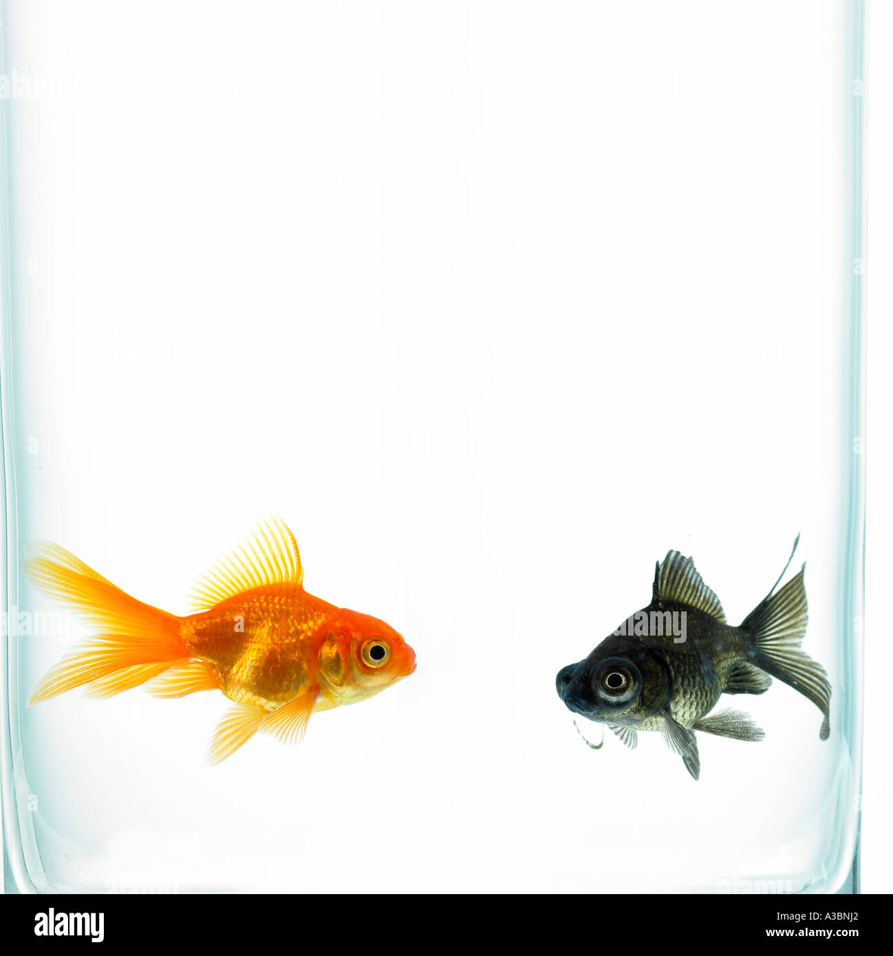 two fish swimming in the water are facing at each other Stock Photo - Alamy