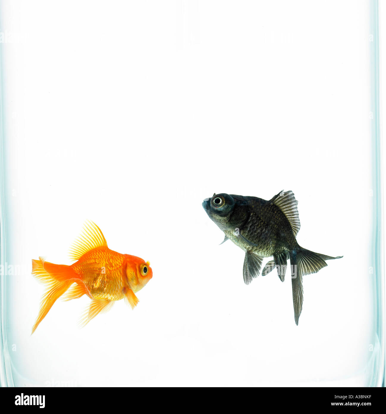 Two goldfish in the water Stock Photo - Alamy