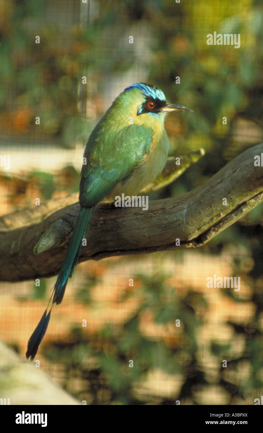 Blue-crowned Motmot Momotus momota Stock Photo - Alamy