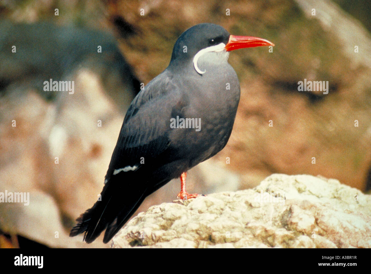 Inca Tern, Larosterna inca, Sternidae Stock Photo - Alamy