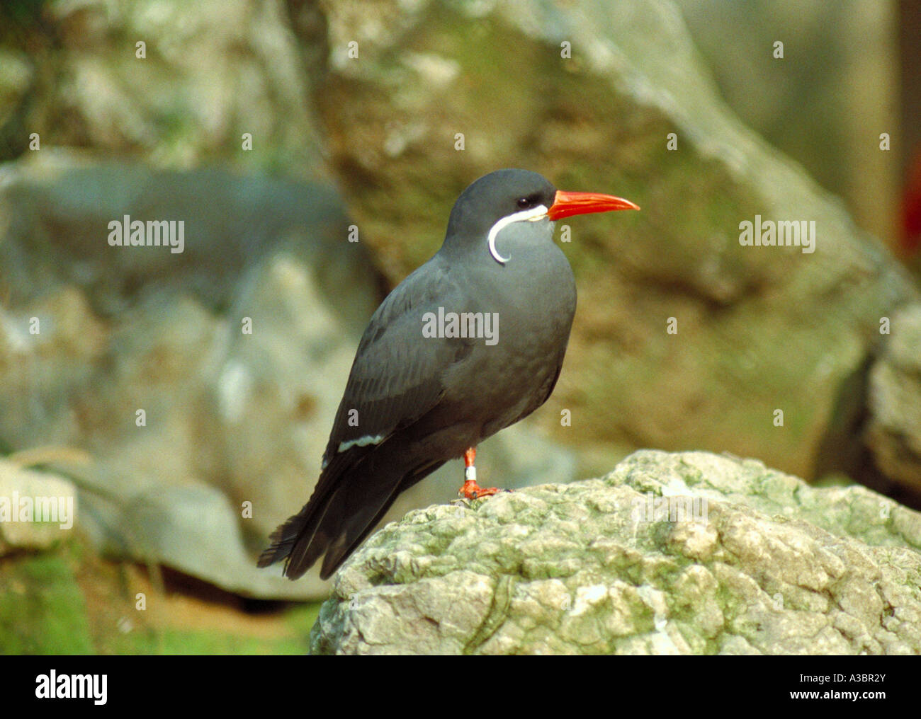 Inca tern larosterna inca hi-res stock photography and images - Alamy
