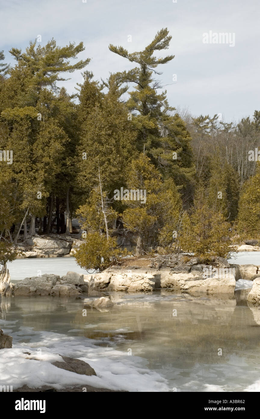 Pine and cedar forest during winter thaw in escarpment country in ...