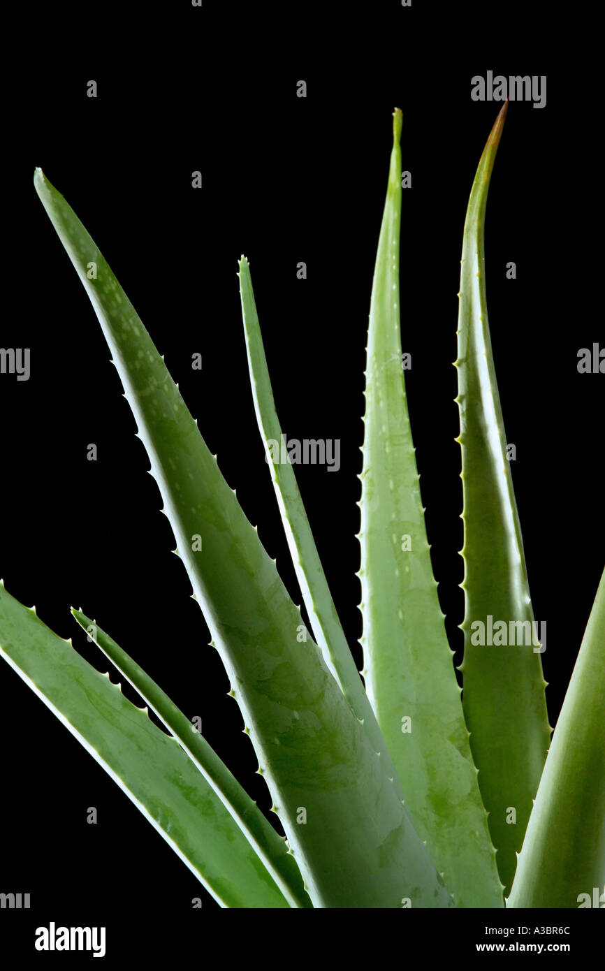 Aloe vera l hi-res stock photography and images - Alamy