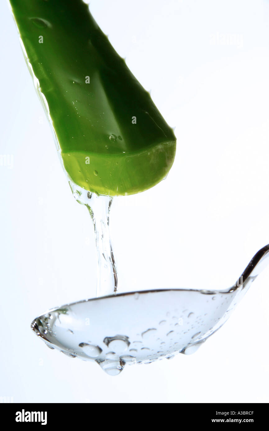 Aloe vera with drops Stock Photo - Alamy