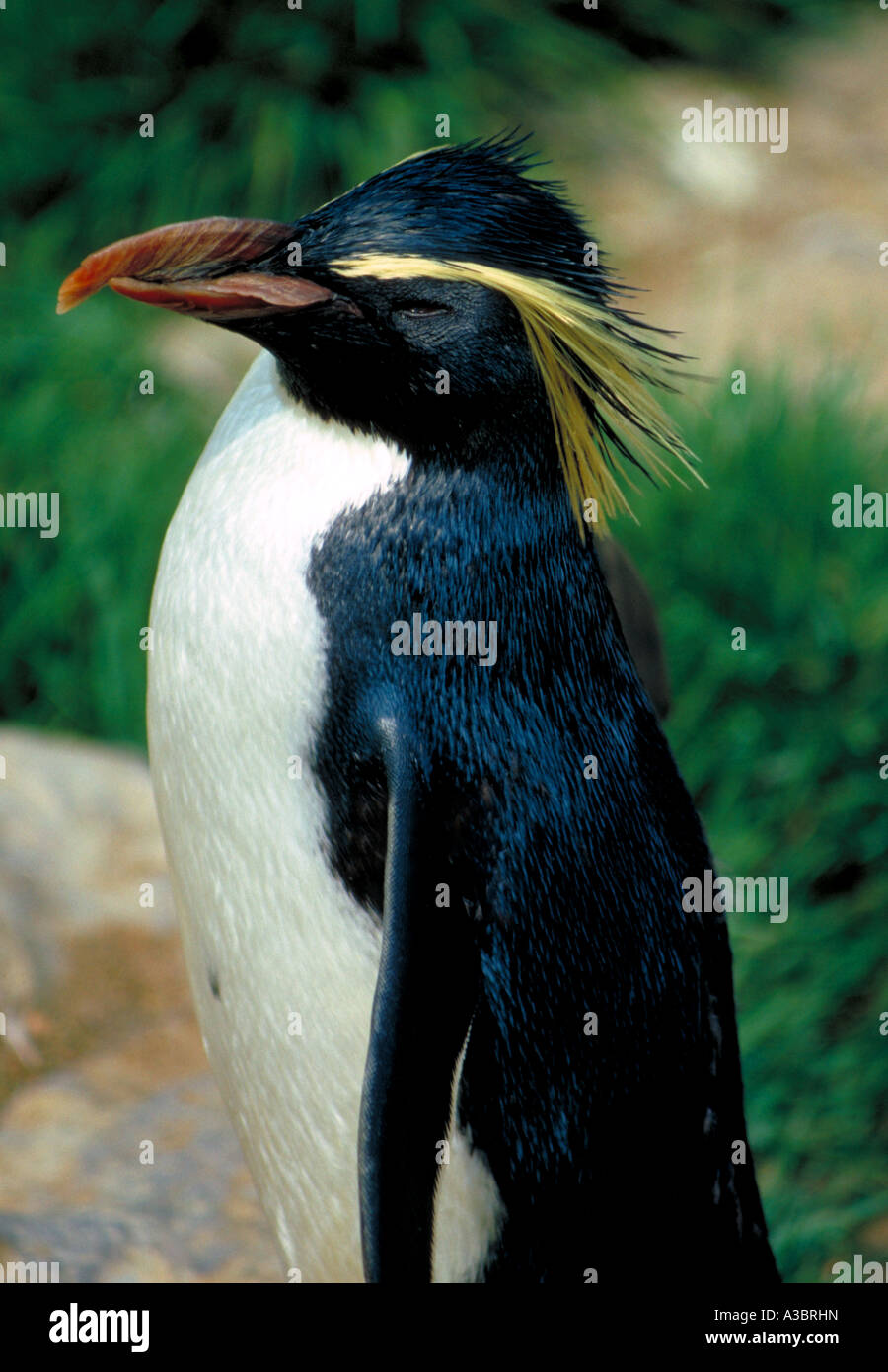 White tufts on bird hi-res stock photography and images - Alamy
