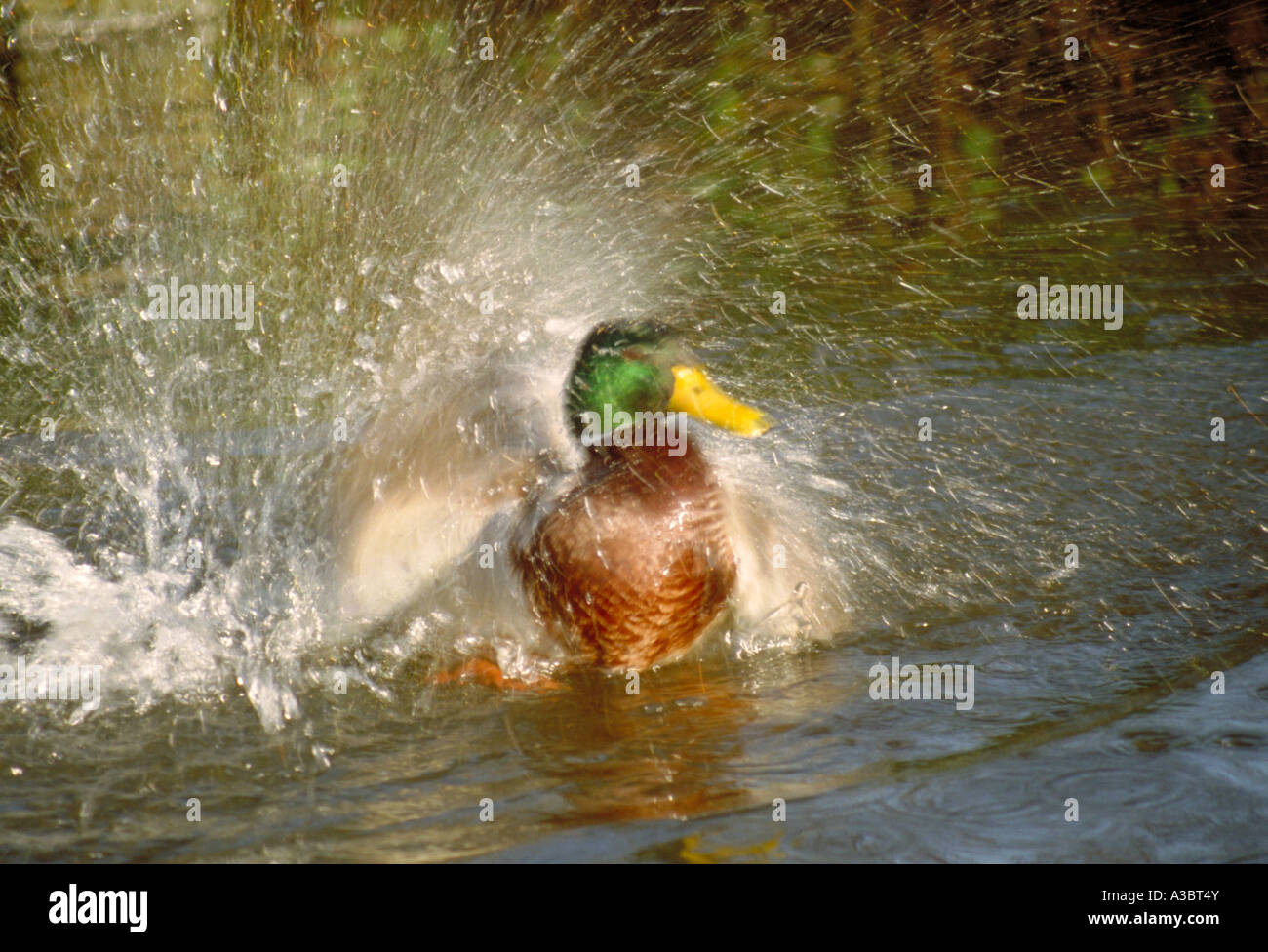 Mallard Duck, Anas platyrhynchos, Bathing Stock Photo - Alamy