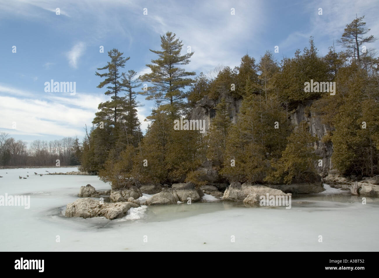Pine and cedar forest during winter thaw in escarpment country in ...
