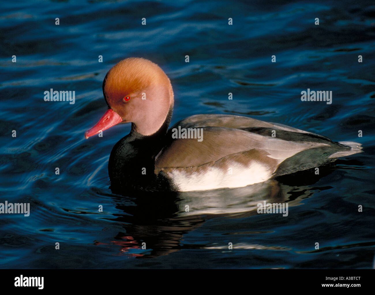 Red Crested Pochard, Netta rufina, Anatidae (Male, Drake Stock Photo ...