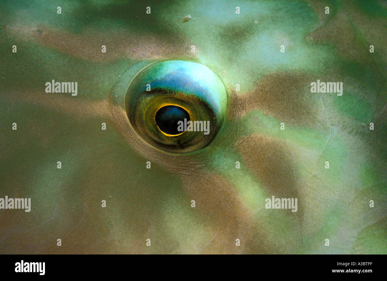 All the eye hi-res stock photography and images - Alamy