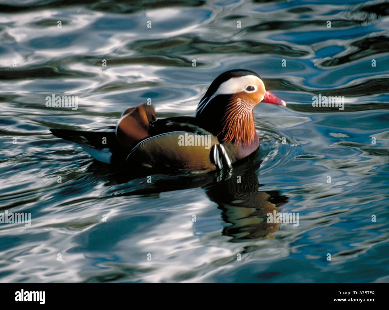 Mandarin Duck Drake, Aix galericulata, Anatidae Stock Photo - Alamy