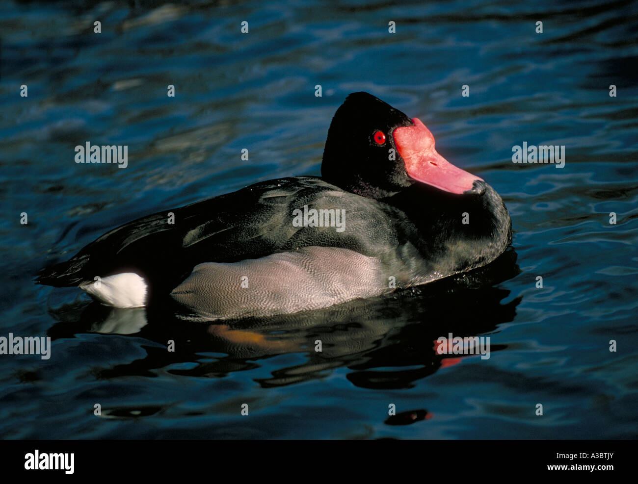 Male Rosy Billed Duck, Netta peposaca, Anatidae Stock Photo - Alamy