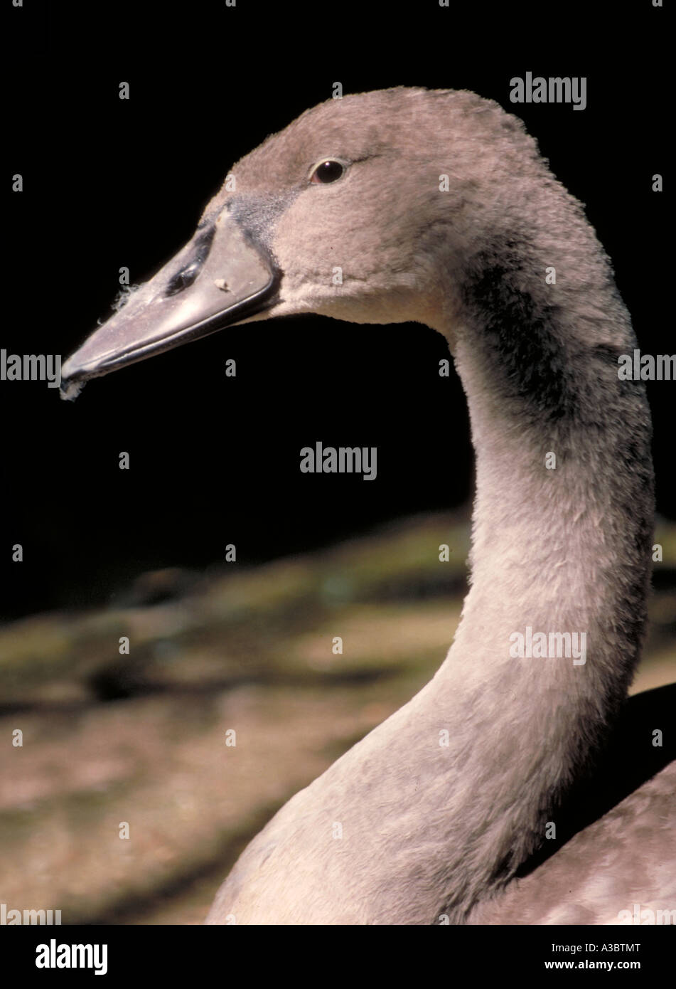 Mute Swan Cygnet, Cygnus olor, Anatidae Stock Photo - Alamy